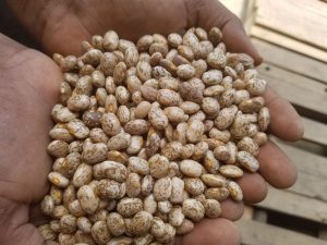 Red Kidney Beans(Gojam) - Hajuta Trading PLC | Ethiopian Exporter of ...